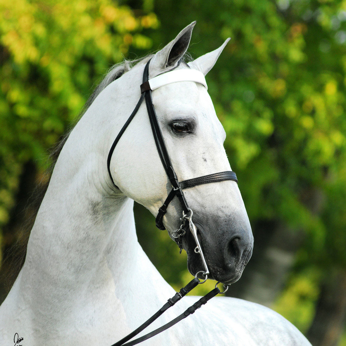 05) SHE’S A HOT LINE 20905108 – This daughter of Hall of Fame stallion ...