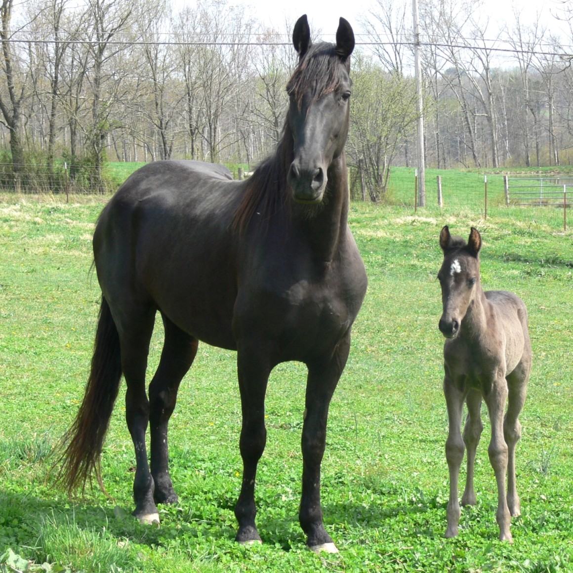 A MAJOR IN BUSINESS 20506068 In Foal to Making Bucks-Former World ...