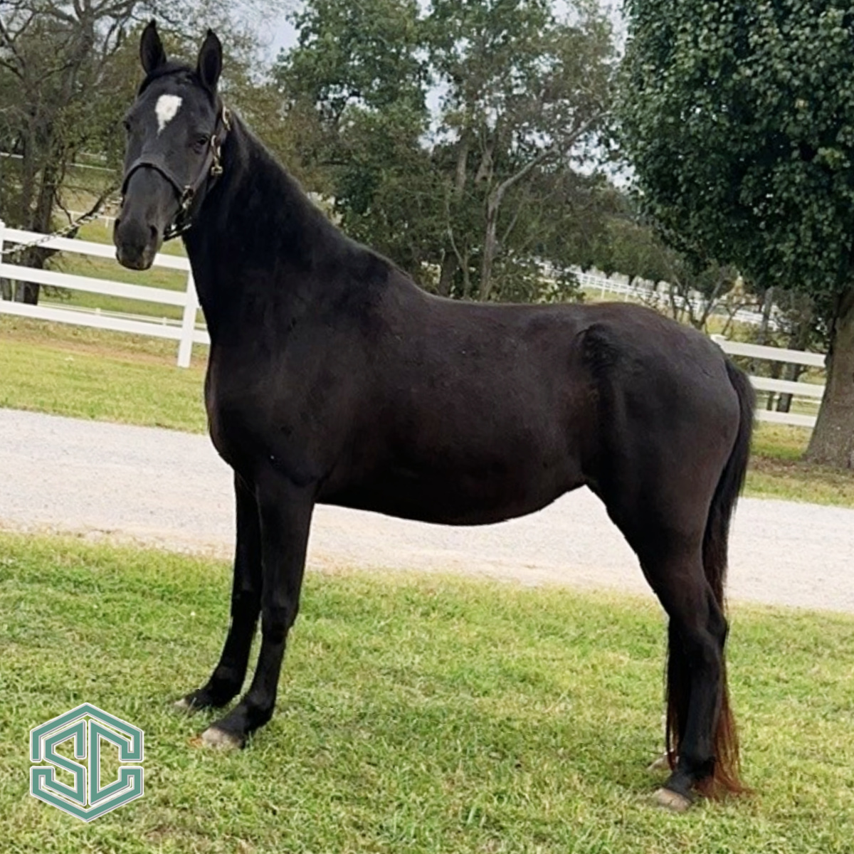 J47) PLAY SOMETHING SWEET 22100071 – A young mare sired by WGC Play ...