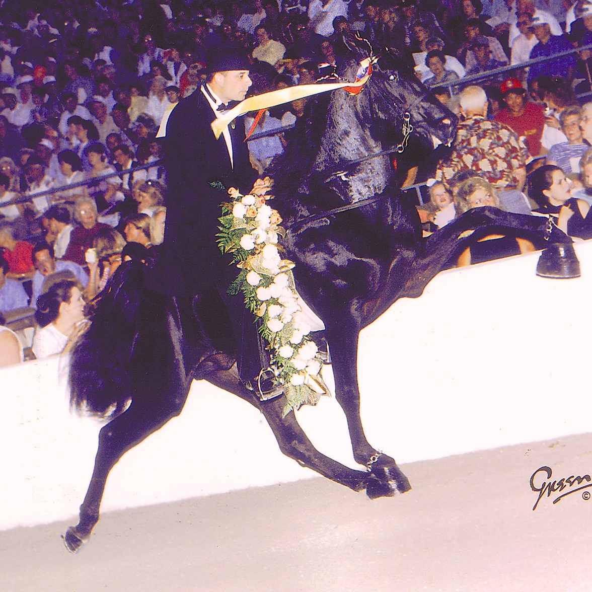 43) Pending Walk Time Charlie X Major Gen’s Bella – This daughter of ...