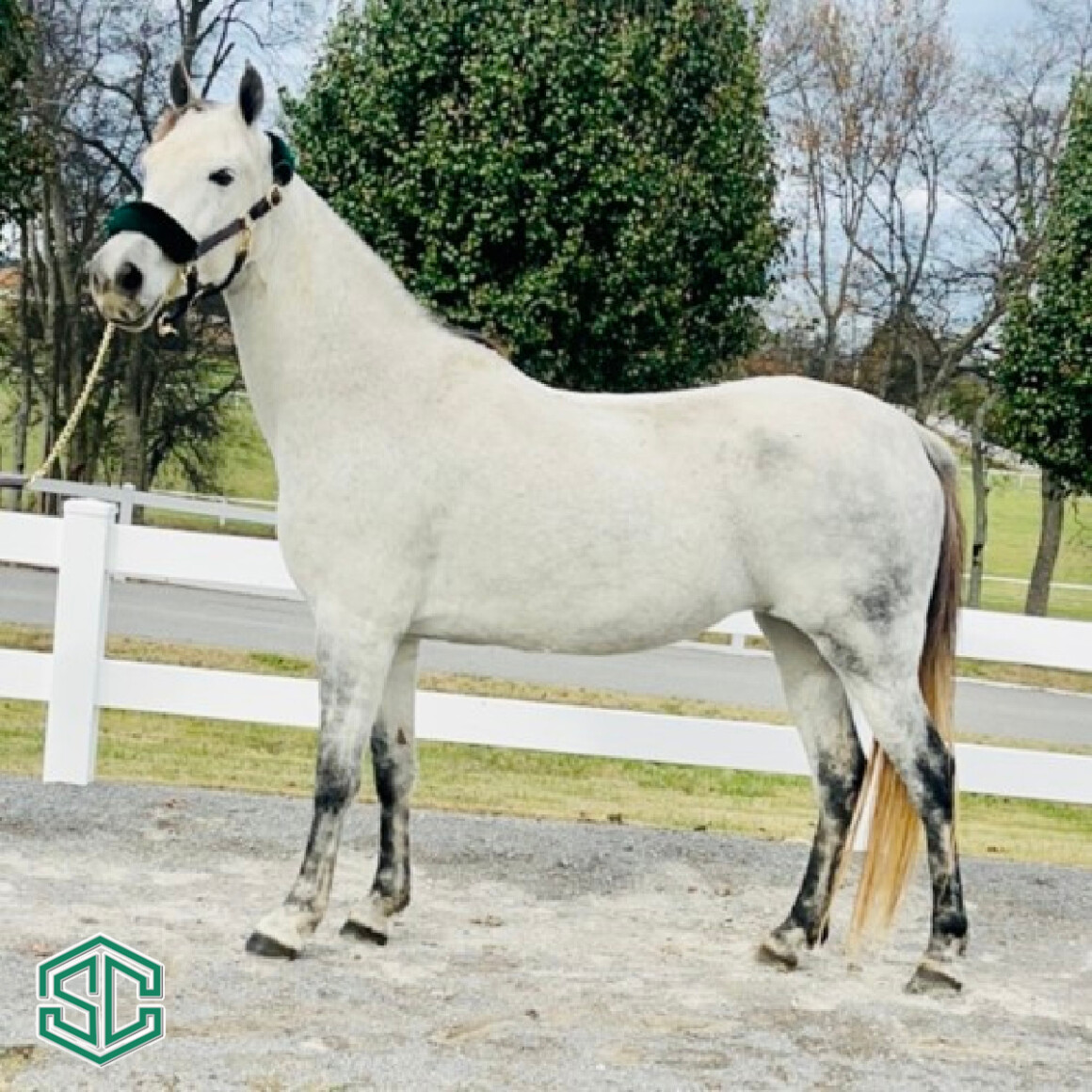 55) JAZZ’S LINED DANCIN SKY 21300171- A daughter of Lined With Cash out ...