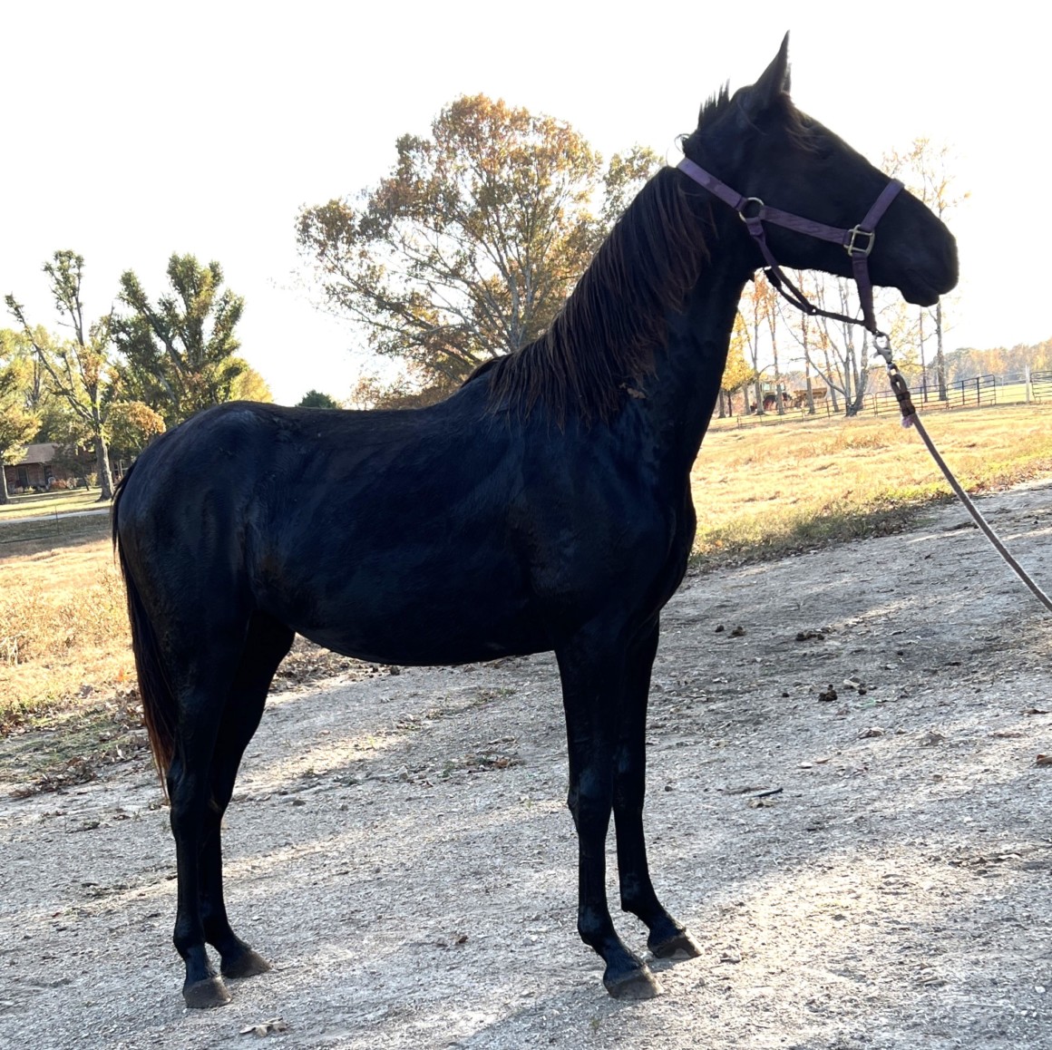 14) QUEEN CHARLENE 22101715 – A yearling daughter of Walk Time Charlie ...