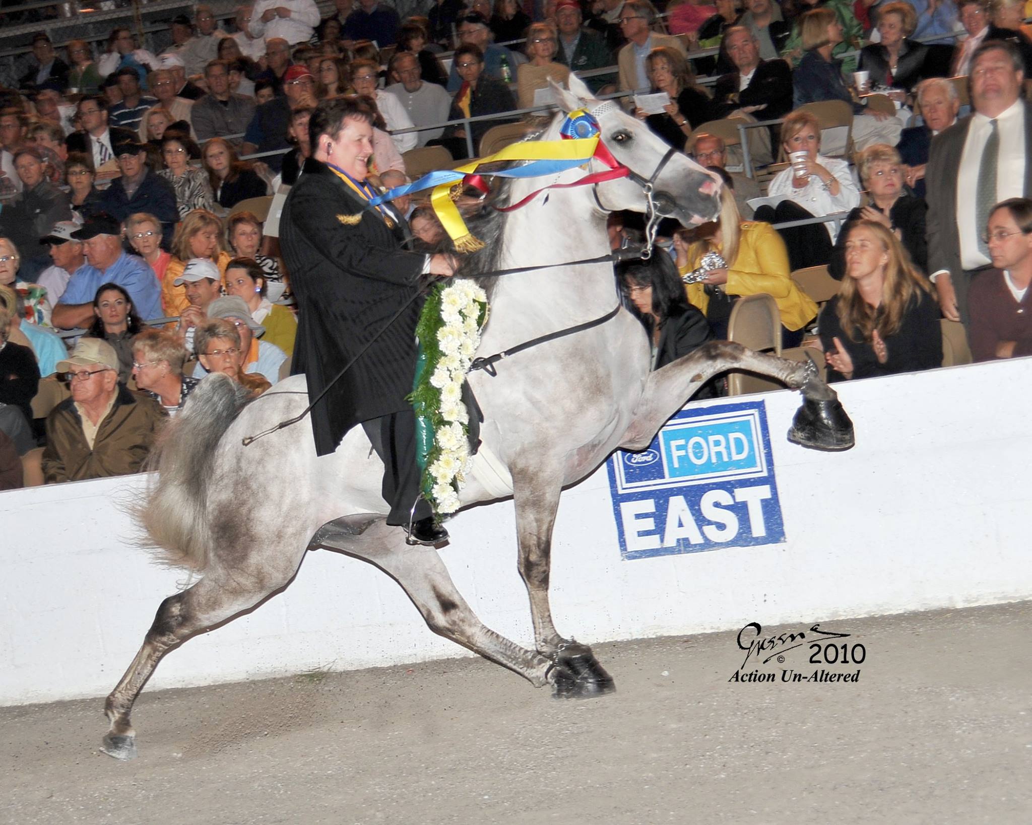 74) Pending The Dixie Lineman X Jose’s Grand Lady – A yearling stallion ...