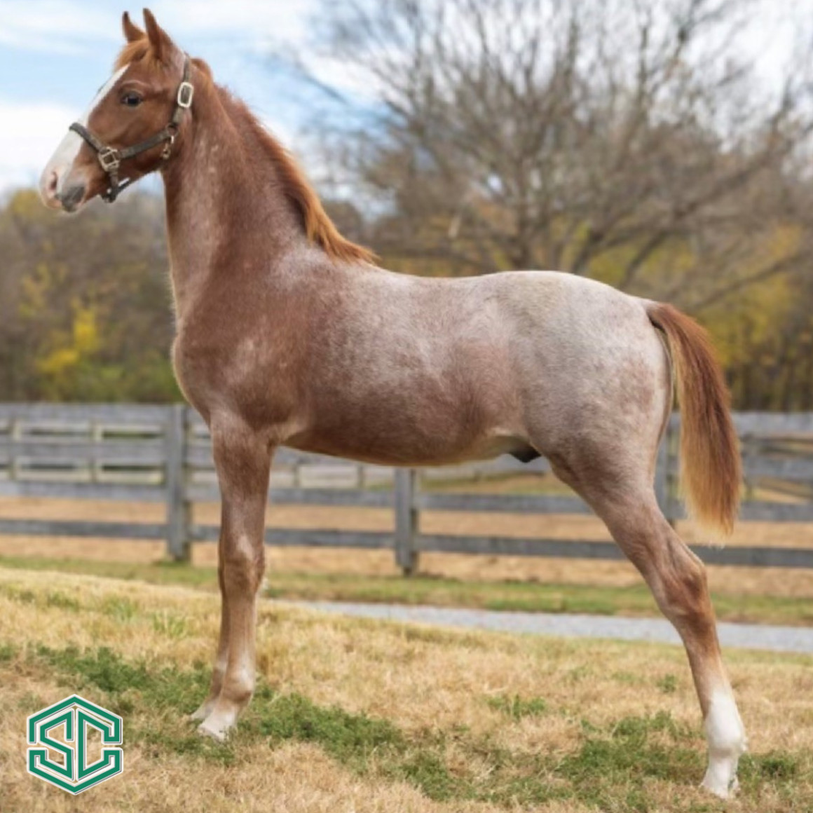 40) MY WAY JM 22202017 – A Classic Roan Yearling sired by A Waymaker ...