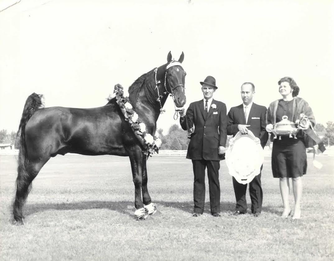 47) POWERS MAMA JAMA 20312706 – A daughter of Gold Power out of a Ebony ...