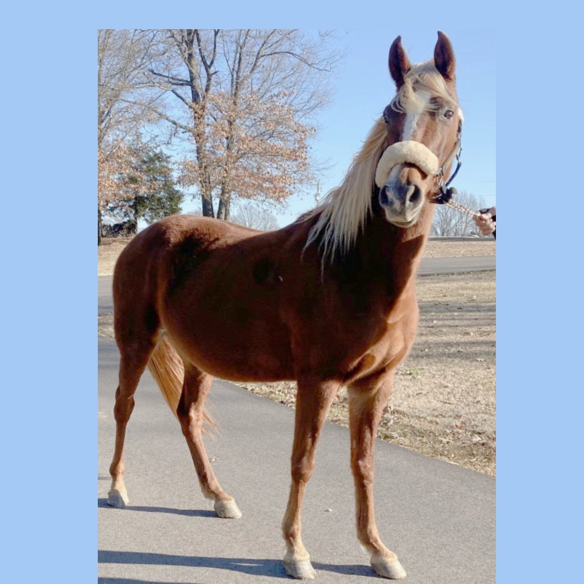 70) Pending Lined With Cash X Jazz’s Miss Sadie – A yearling stallion ...