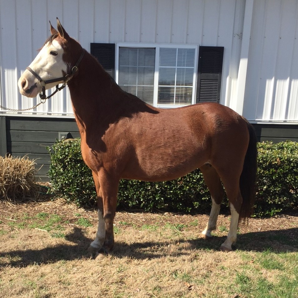 30) JOSE’S MAGIC LADY 20505679 – This former show mare is a daughter of ...
