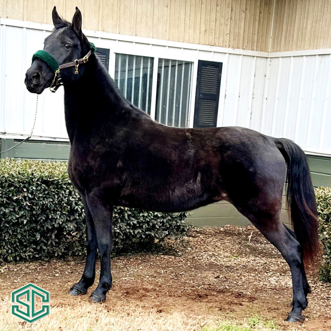 05) SHE’S A HOT LINE 20905108 – This daughter of Hall of Fame stallion ...