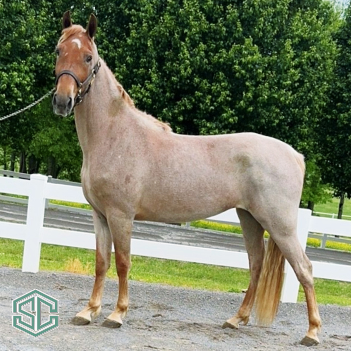 35) UPTIGHT WOMAN 22200905- A Classic Red Roan Three Year Old mare ...