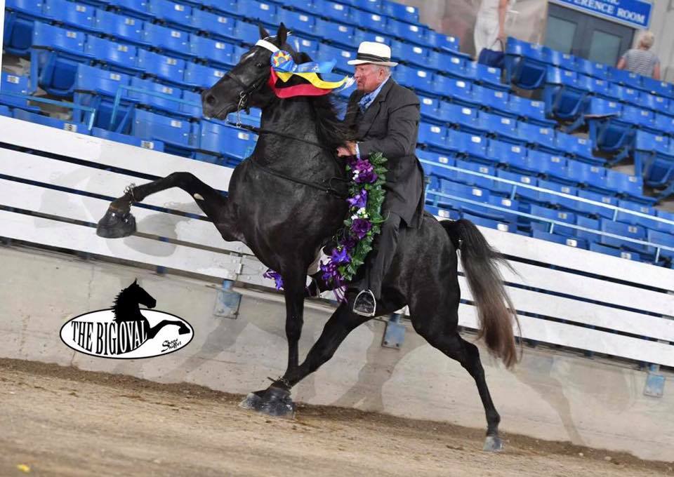 74) Pending The Dixie Lineman X Jose’s Grand Lady – A yearling stallion ...