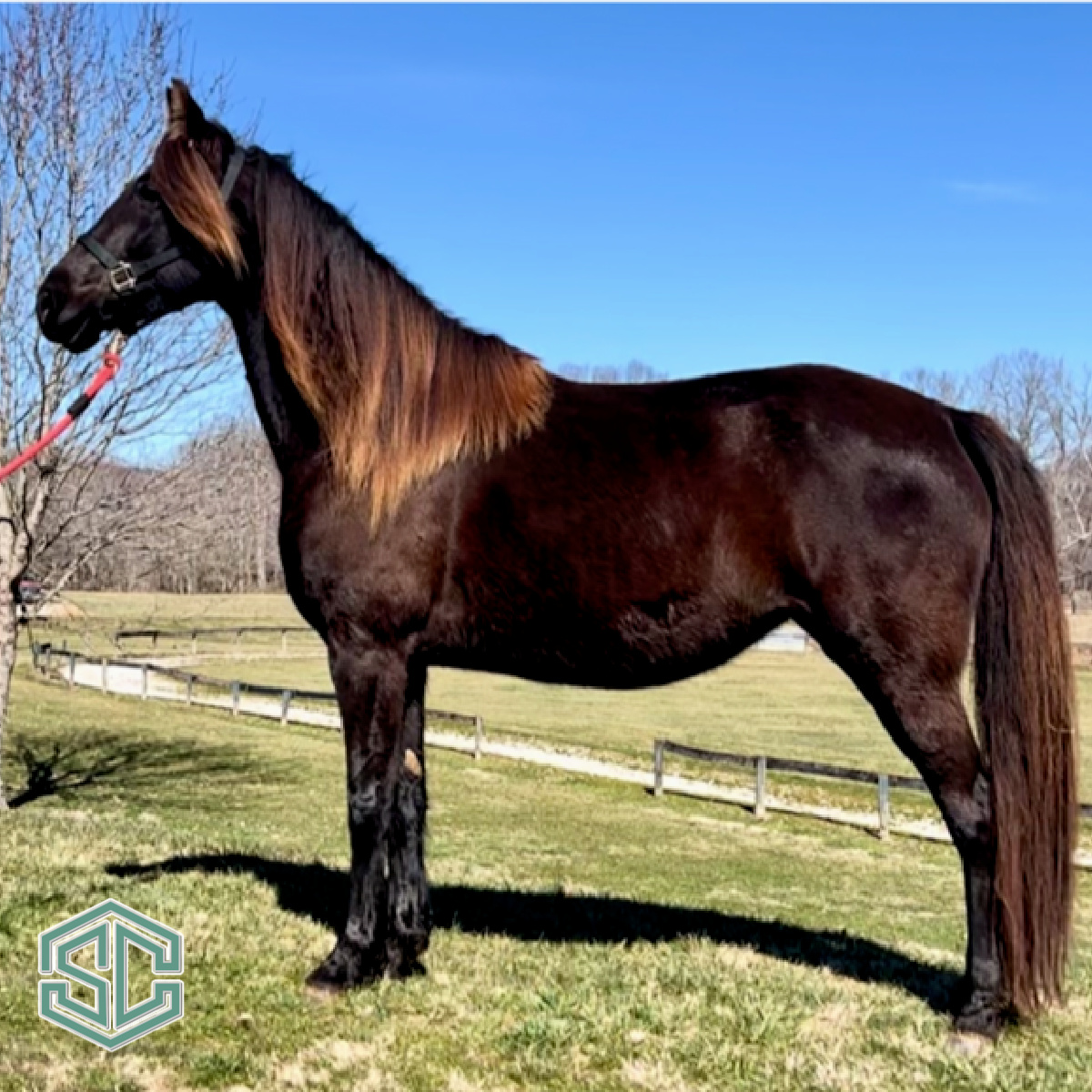 X17) MISS THIS 21701587 – A daughter of the great Jose’ Jose’ out of a ...