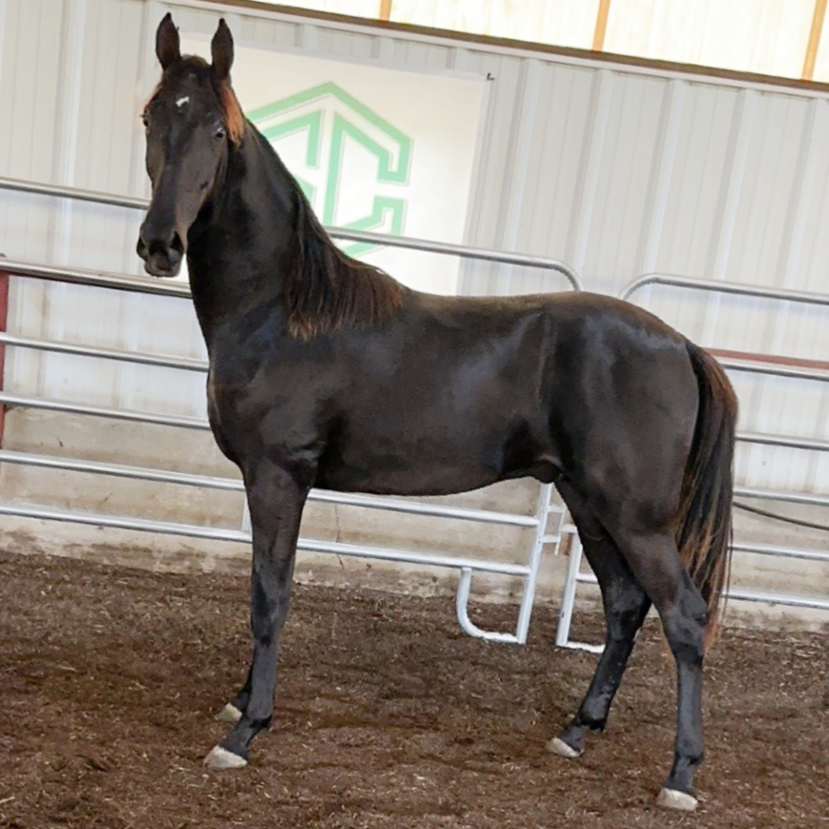 A-07) BET THE FARM – A yearling stallion sired by Jose’ Jose’ out of a ...