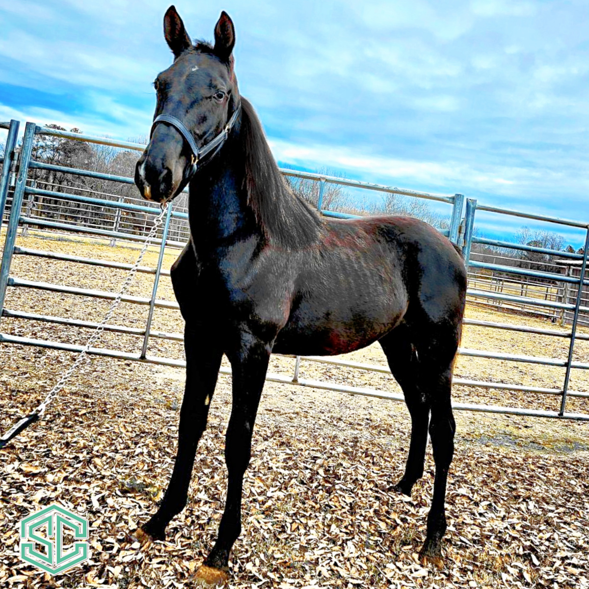 01) LET’S HEAR IT FOR THE BOY 22300001 – A Fall Yearling sired by WC ...