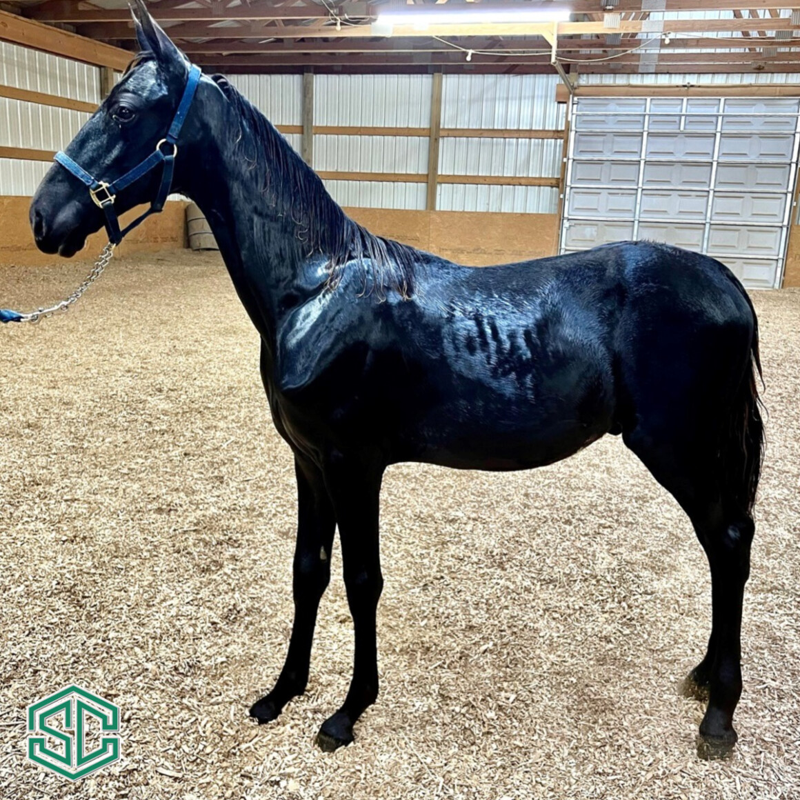 95) ZORRO’S CASH LINE 22301118 – A WEANLING stallion sired by WC El ...