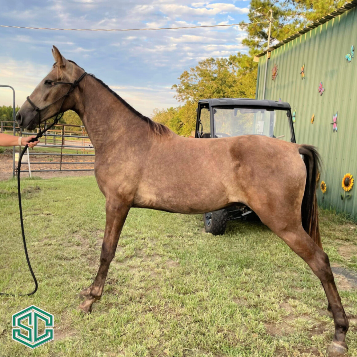 84) JOSE’S SECRET CASH 22201137 – YEARLING -One of THE LAST sons TWHBEA ...