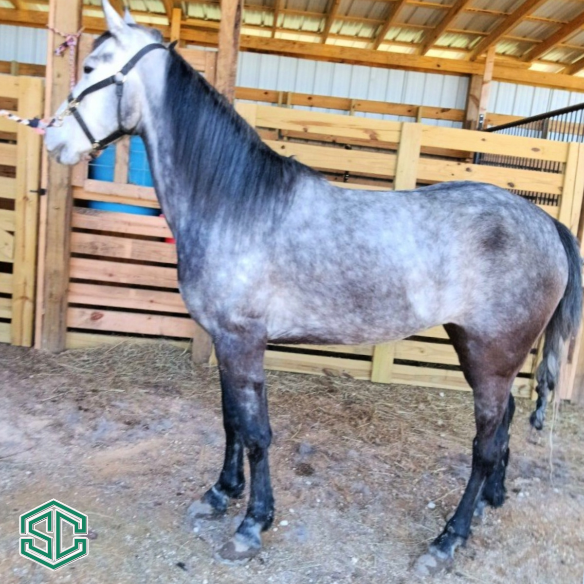 z136) KATLINE CYG 22002364 – A GREY daughter of WGC Outta Line out of ...