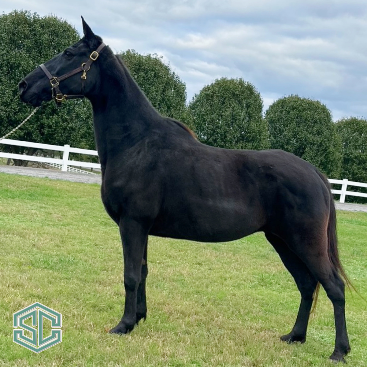 A18) MAYPINE’S POLYDACTYLY 21003711 – A daughter of Hall of Fame ...