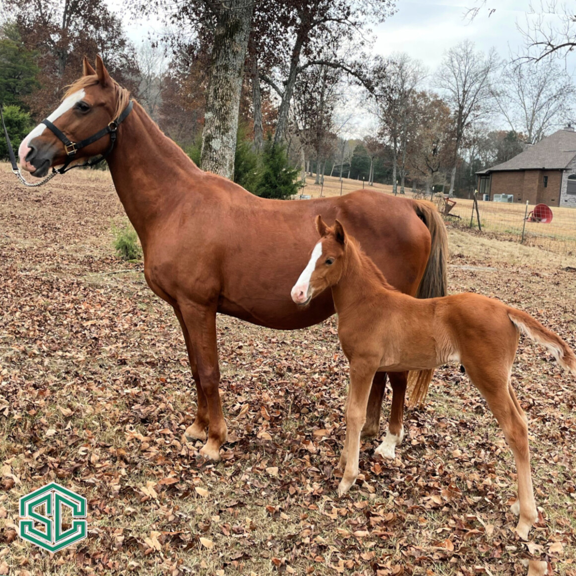 99) MISS SANTANA’S SUPREME EVIL 20509422 – A daughter of WGC Generator ...