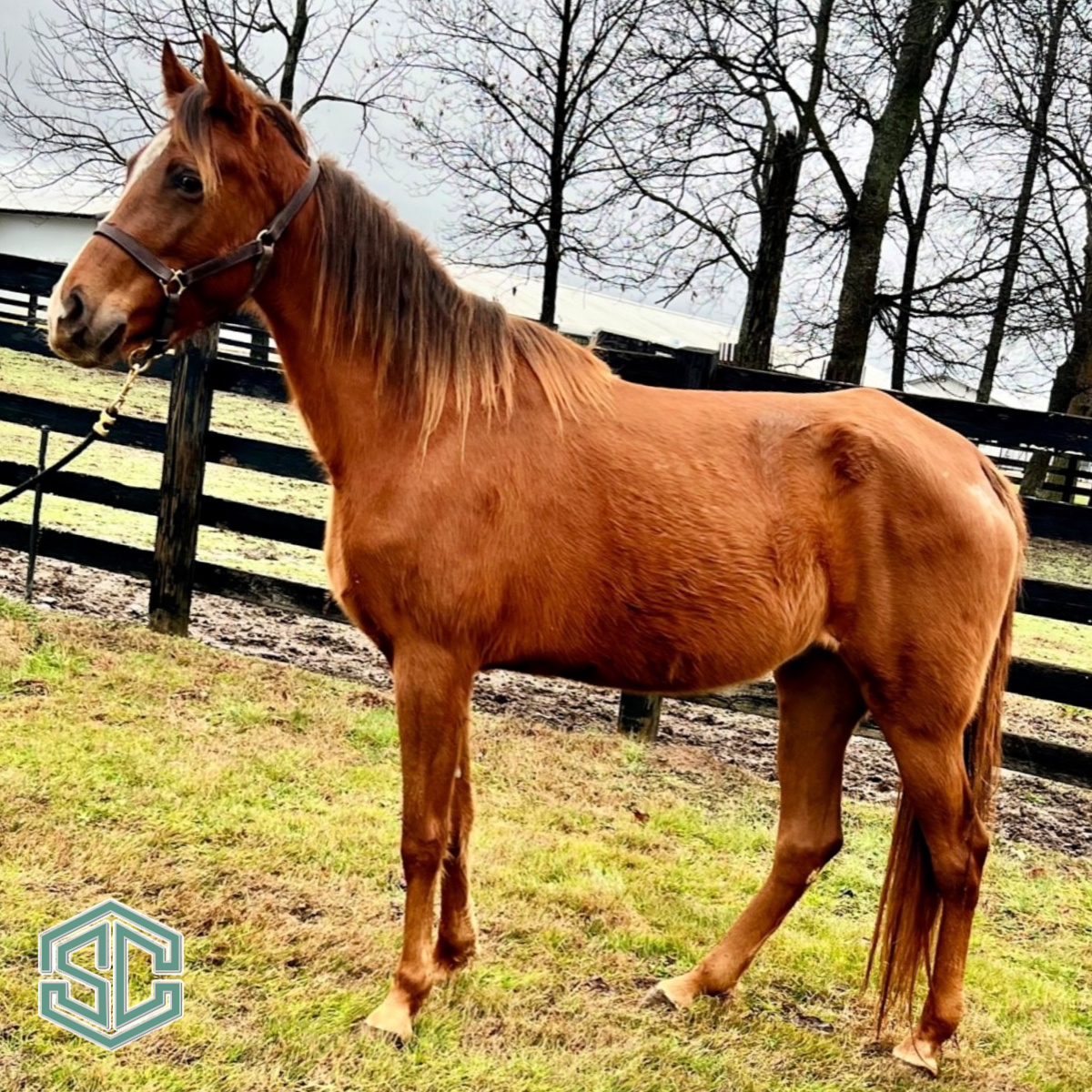 26) STELLA ROSE 21801602 – A daughter of the great Jose’ Jose’ out of ...