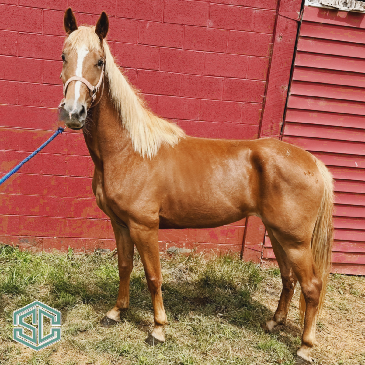 32) THE ROSE LADY 22101394 – A daughter of WGC Gen’s Black Gin out of ...