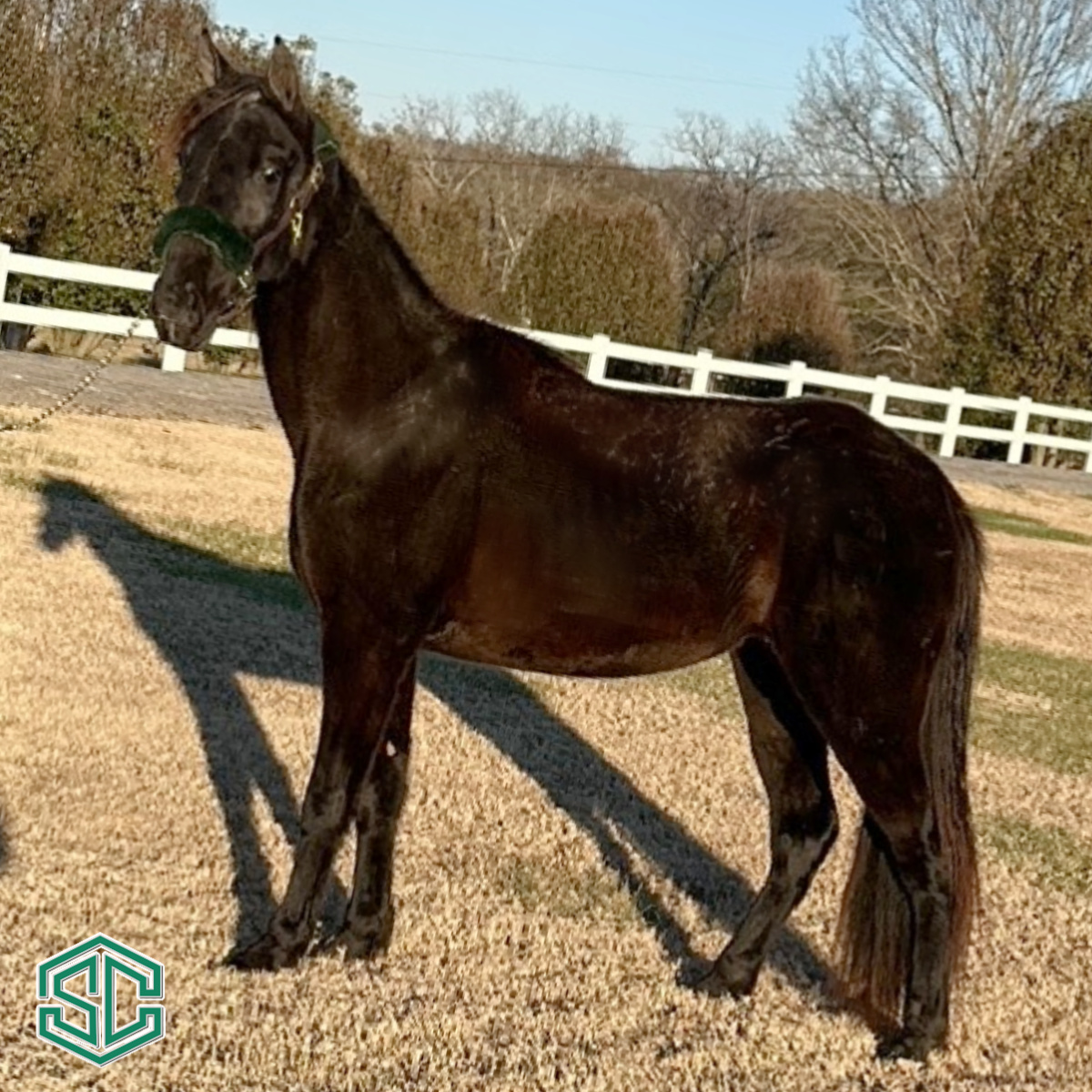 z137) TOP SHELF 22102552 – A Daughter of the great Jose’ Jose’ out of a ...