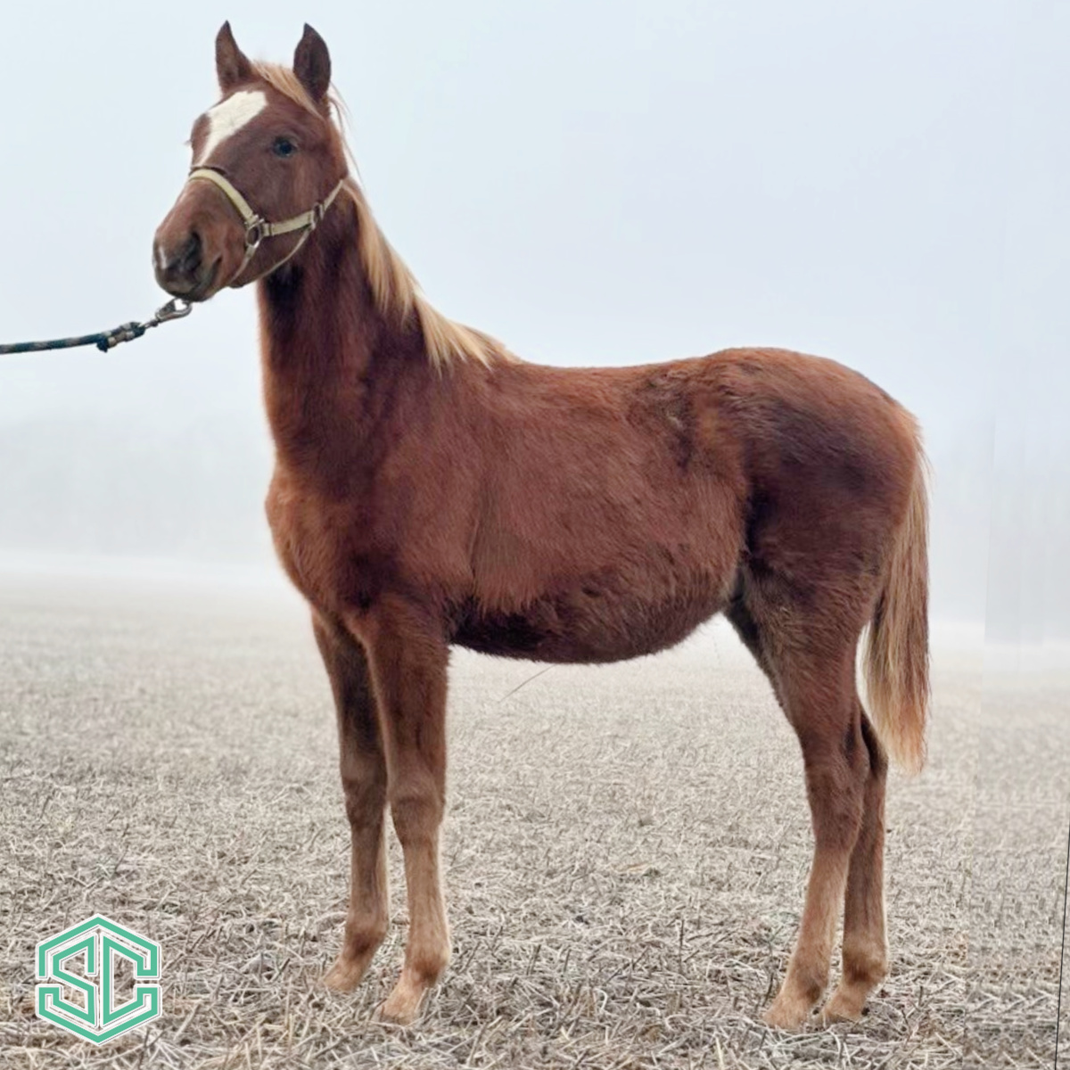 47) Registration Pending ’23 Black Gin Boogey X Prime Country – This ...