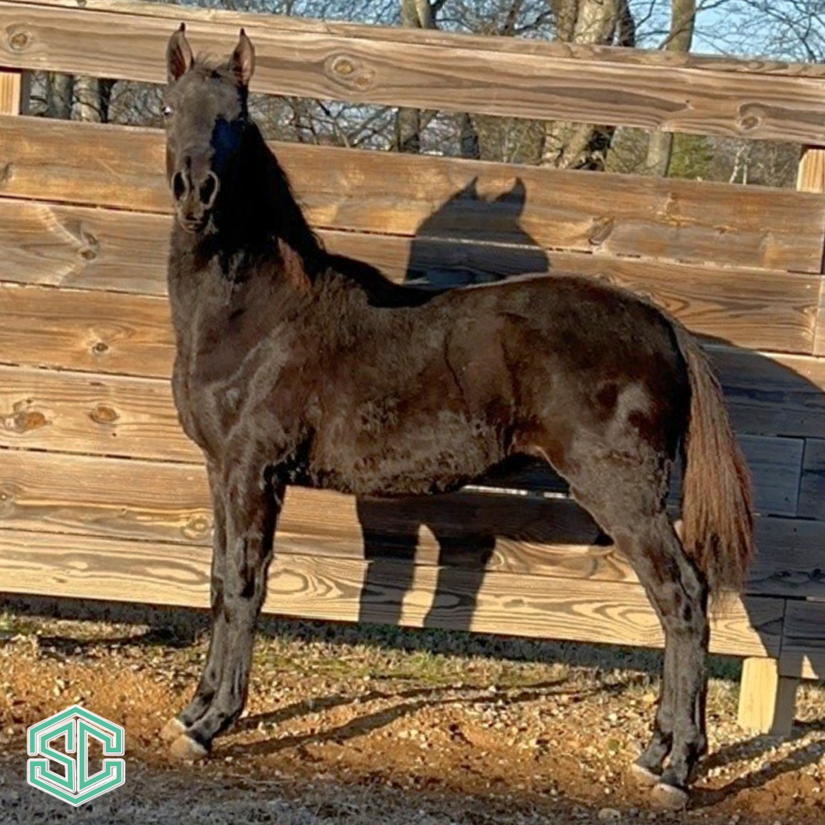 64) Registration Pending ’23 Cashin’ In The Night X Gen A’Mighty – A ...