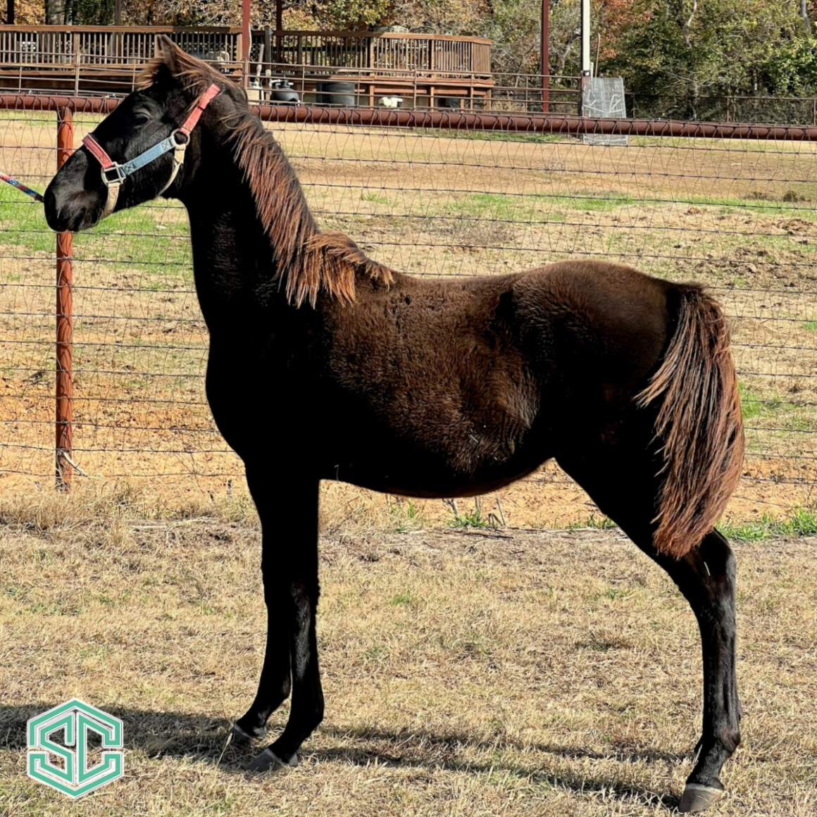 37) Pending Registration ’23 Lined In Bama X Honors – This colt is ...