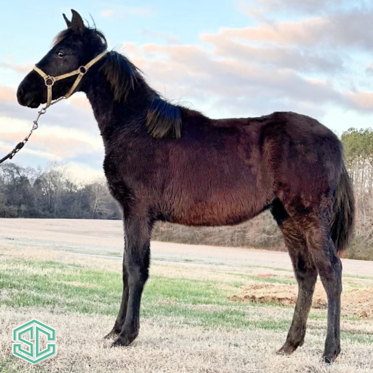 47) Registration Pending ’23 Sweepstake’s Treasure X Walk Time Charlie ...