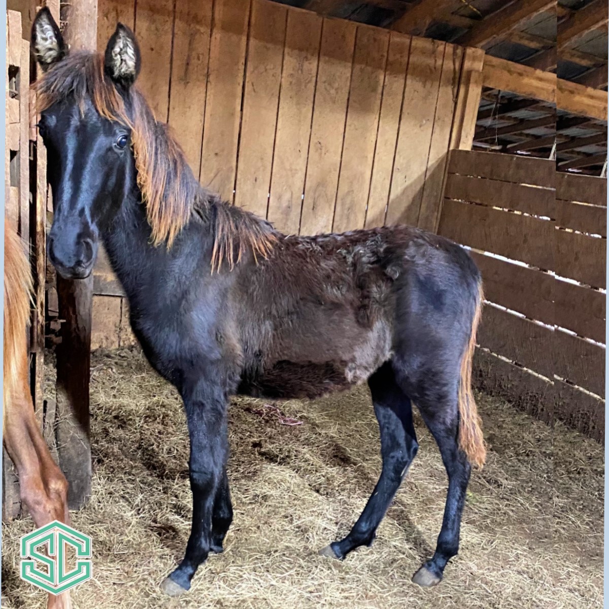38) COO COO CA CHOO CTF 22300957 – A daughter of World Grand Champion ...