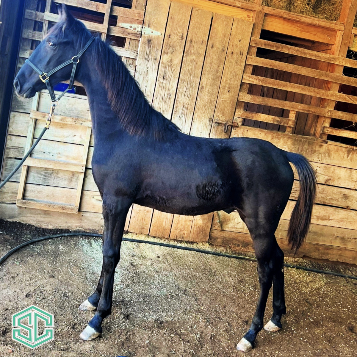 39) HONORING CHARLIE 22301365 – A son of WGC Walk Time Charlie and the ...