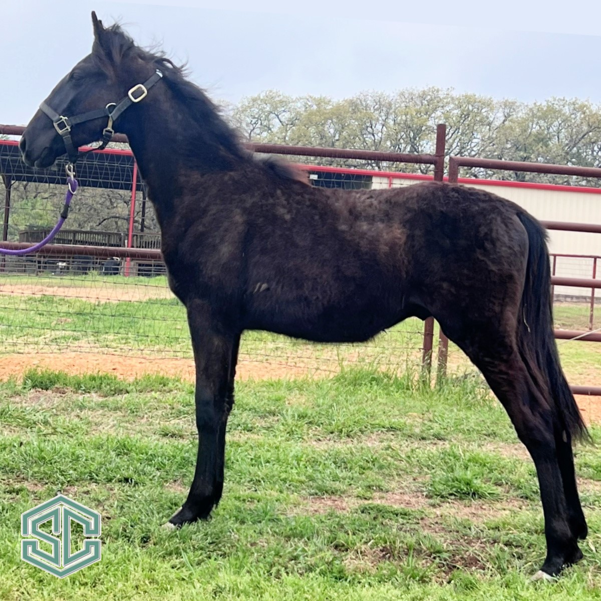 03) JIMMER’S ADONIS 22301611 – A son of World Grand Champion Jimmer ...