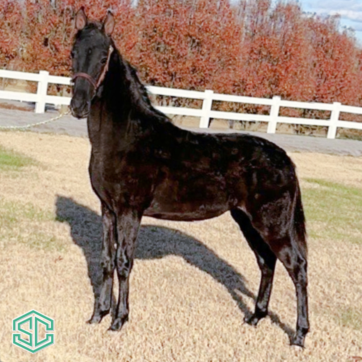 19) JUST A DARLING 22300370 – A Weanling daughter of Three Time WGC ...