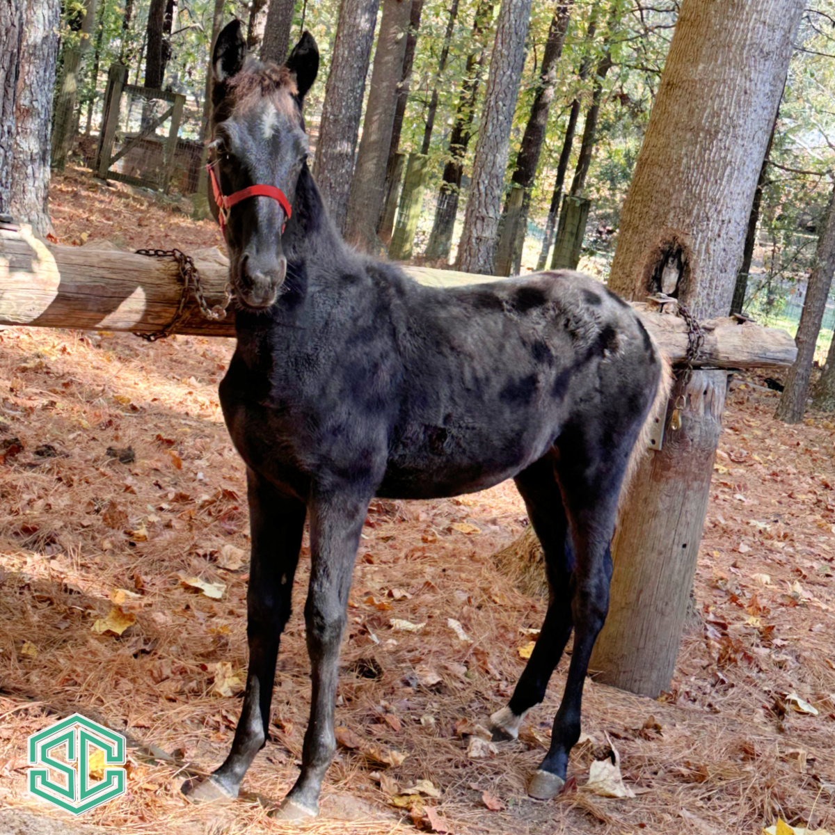 16) LIL’ EGYPT 22301419 – A daughter of the great Jose’ Jose’ out of Re ...