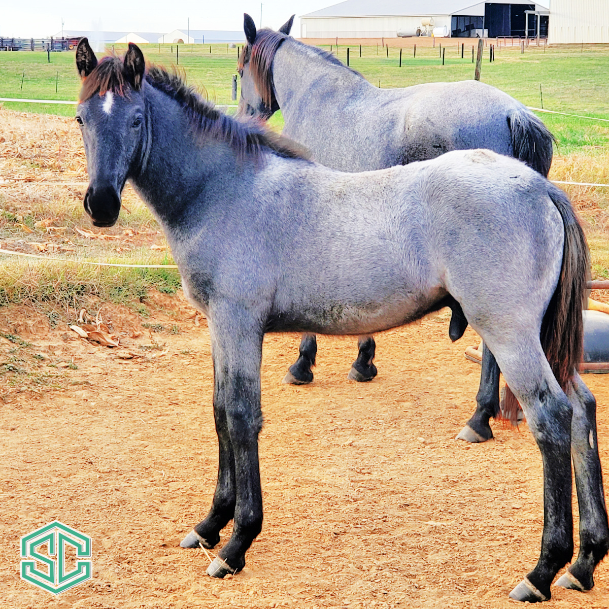 15) MR. BLUE SKY 22300852 – A TESTED HOMOZYGOUS ROAN son of top roan ...