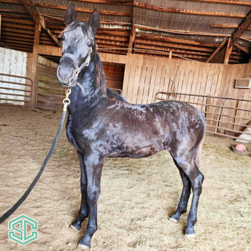 36) SIPPIN ON JUSTICE 22301629 -A weanling daughter of Three Time World ...