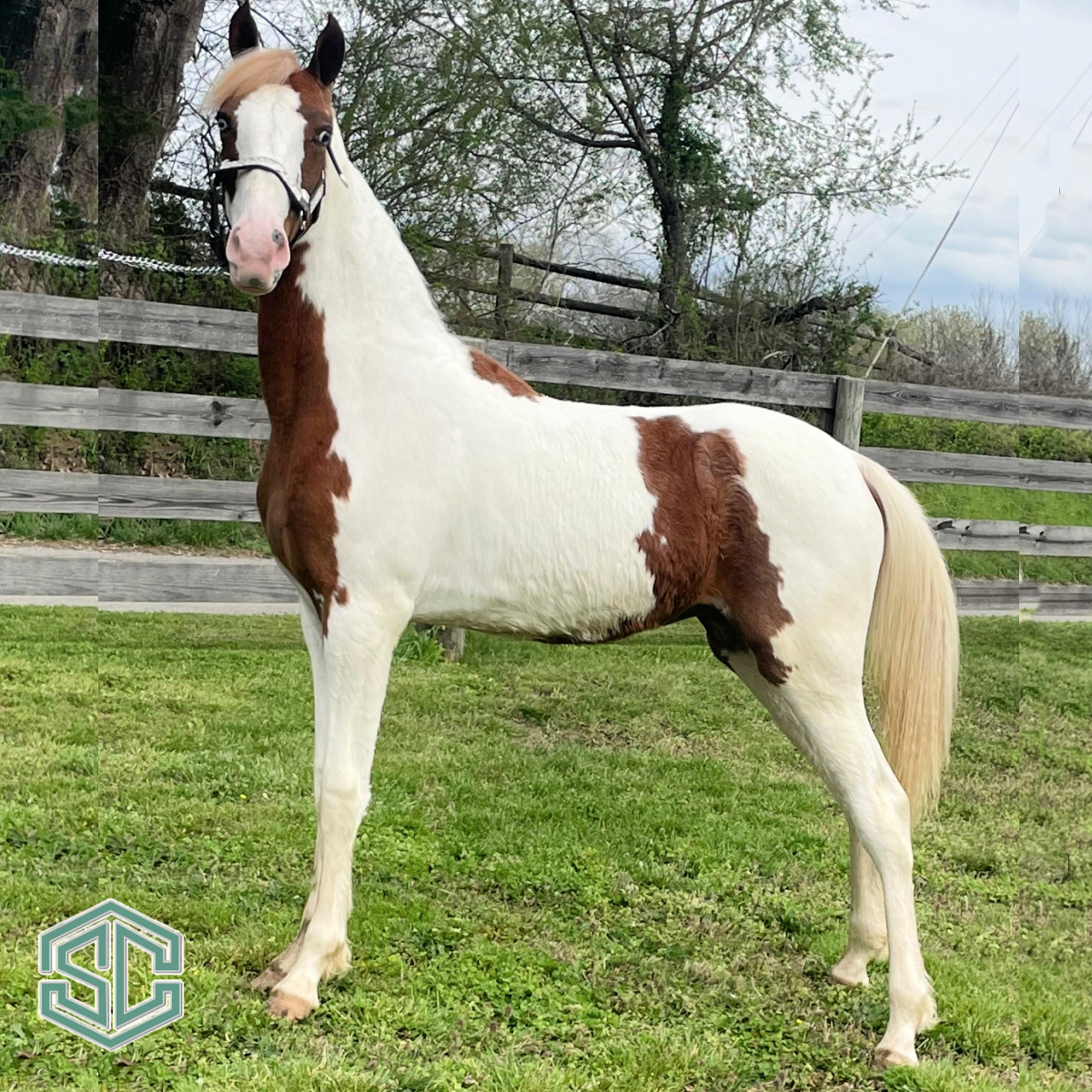 11) JOSE’S WICKED ROJO 22301884 – This beautiful chestnut TOBIANO filly ...
