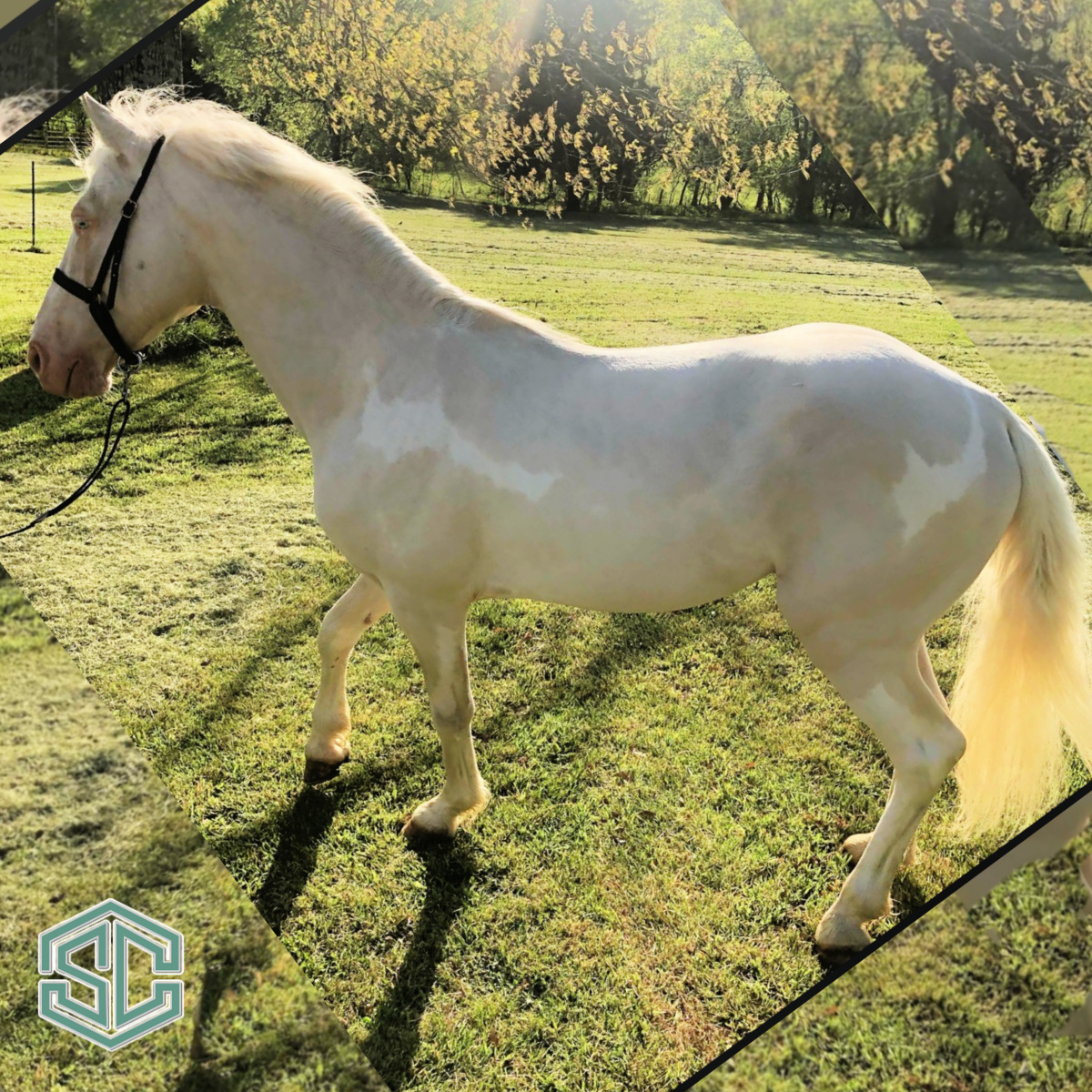 56) A PLEASANT MOON 21401843 – BREEDING STALLION – A Double Agouti ...