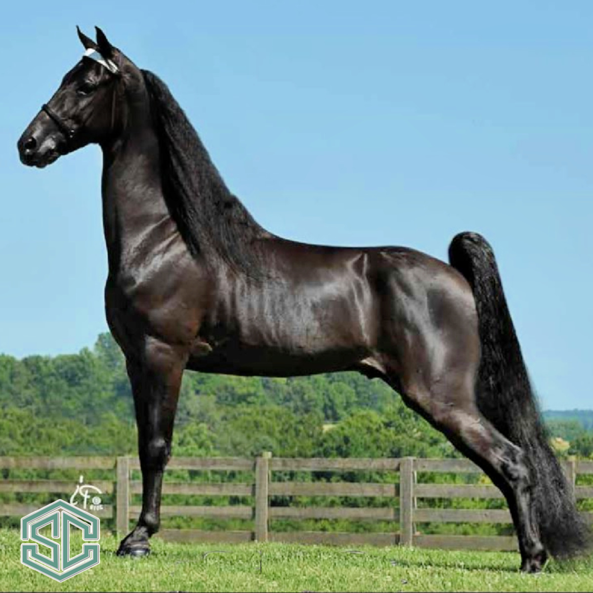 58) HERRO 21401689 – BREEDING STALLION- Herro is sired by the great ...