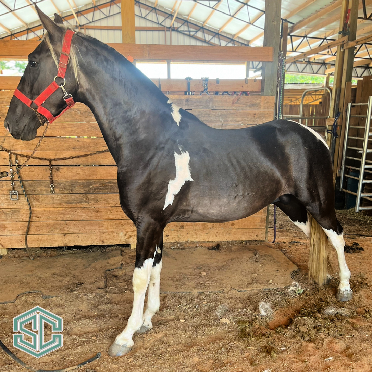 25) HICKS JUST ENOUGH CHROME 22000929 – BREEDING STALLION/RIDING PROSPECT – This handsome Black ...