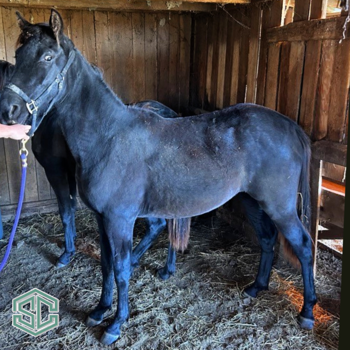 33) PERFECT LITTLE GAL J.A. 22202025 – A Two Year Old daughter of World ...