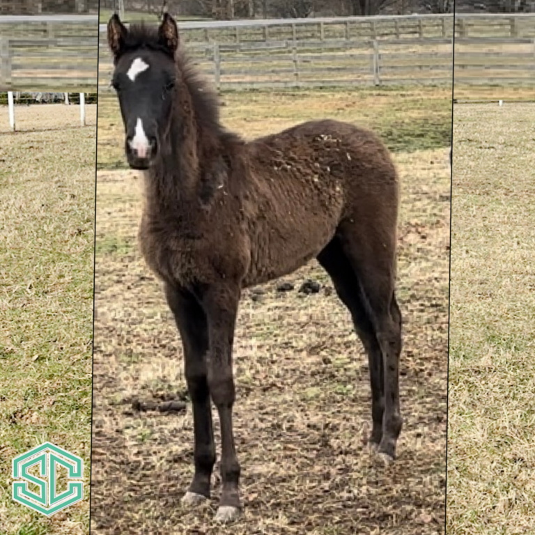 40) WALK TIME WILLOW 22400088 – JUST A WEANLING! – This beautiful filly ...
