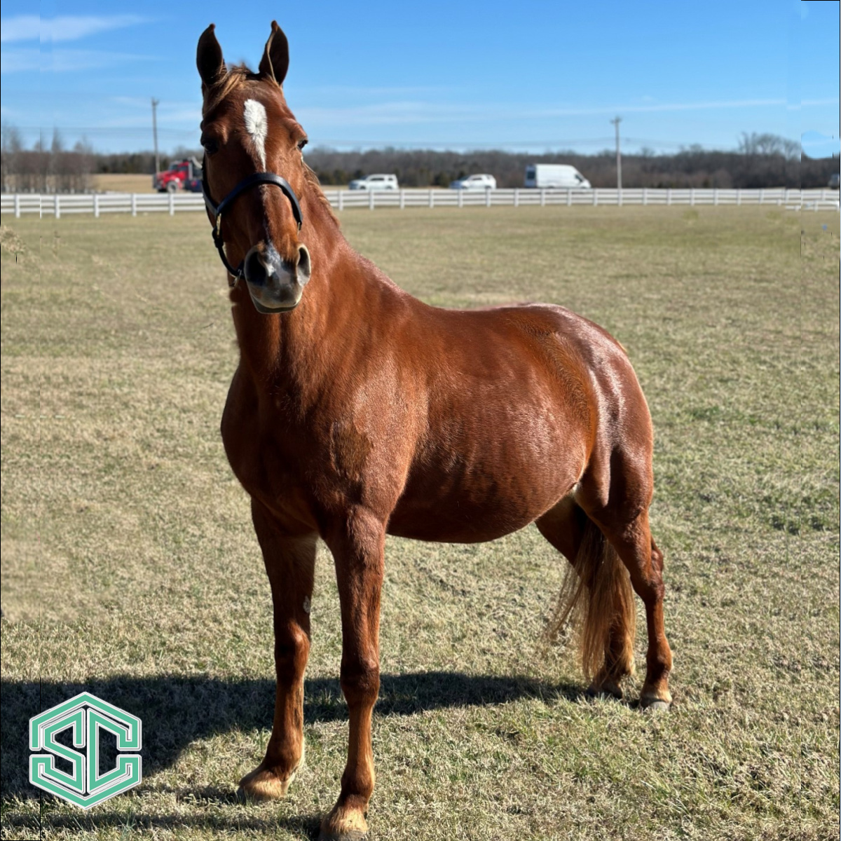 J29) GRAN PATRON 21003862 – A BEAUTIFUL daughter of the great Jose ...