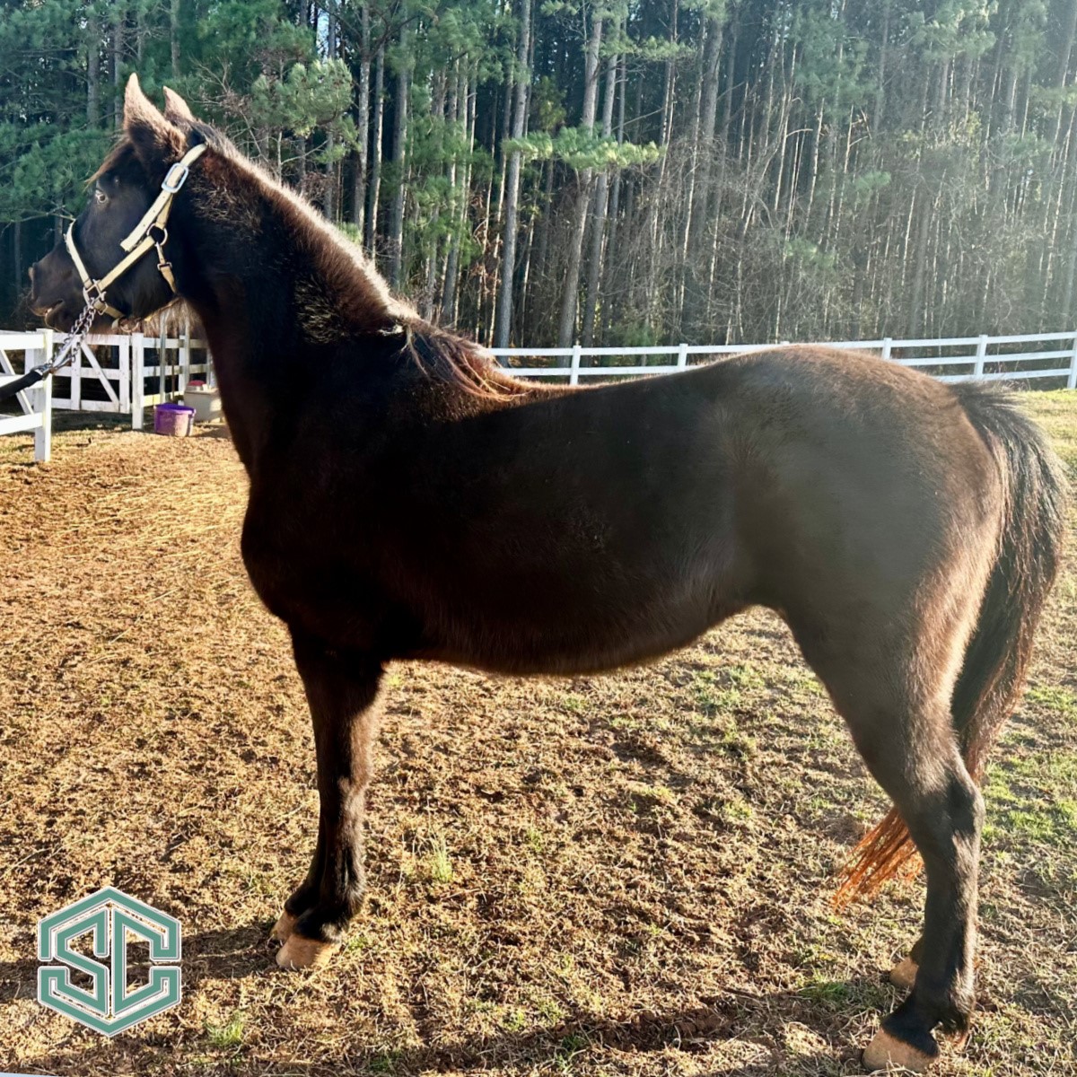 X24) MARKED FOR EXCELLENCE 20505617 – A daughter of WGC The Pushover ...