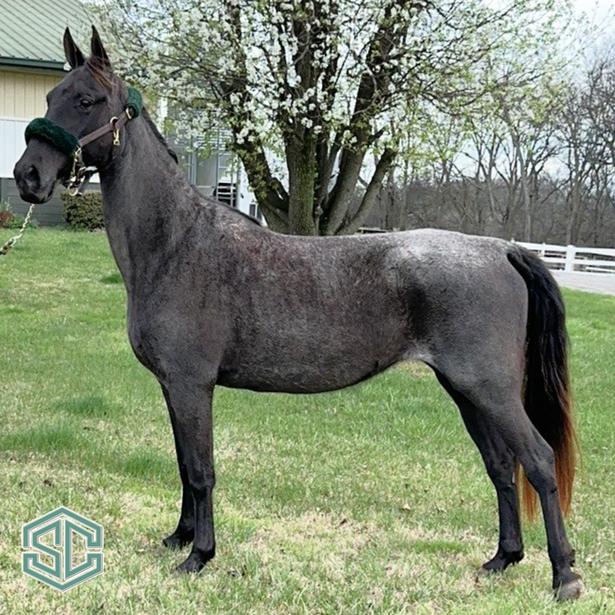13) GENERATION BLUE 21501056 – A BLUE ROAN daughter of World Champion ...
