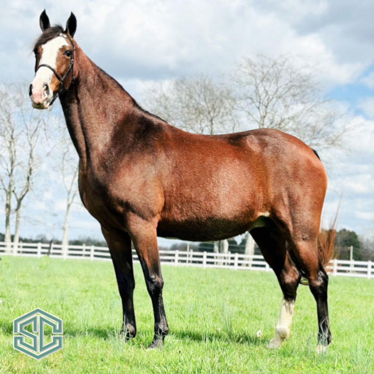 03) JOSE’S MAGIC POCKET 21004180 – Former Show mare and a daughter of ...