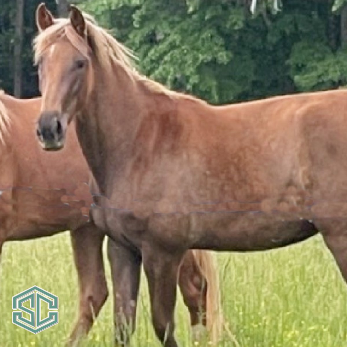 X36) MISS UPTOWN GIRL 22002571- A young daughter of TWHBEA Hall of Fame ...