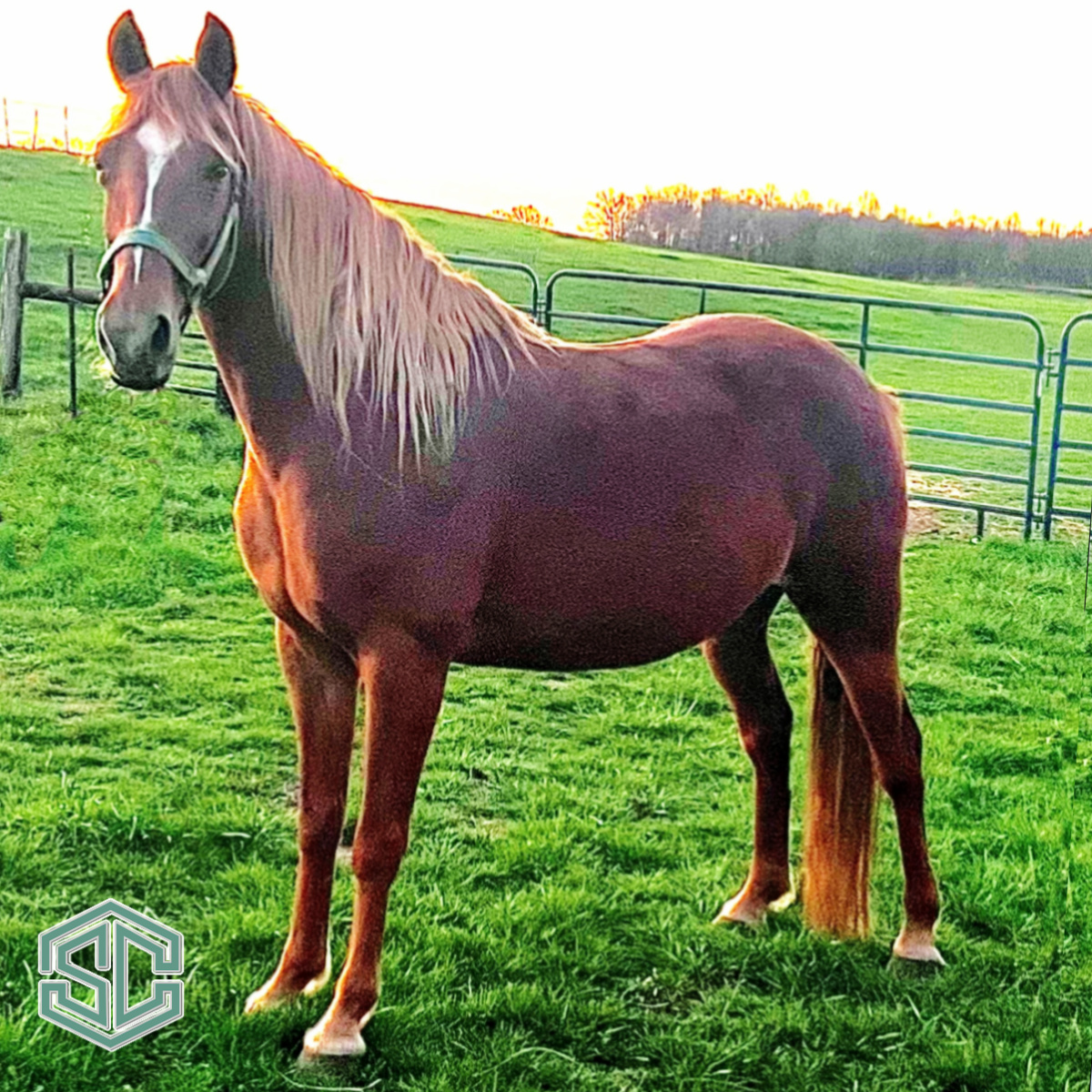 05) MY GINNIFER 20708332 – A daughter of WGC and HOF Stallion Gen’s Black Gin out of many time ...