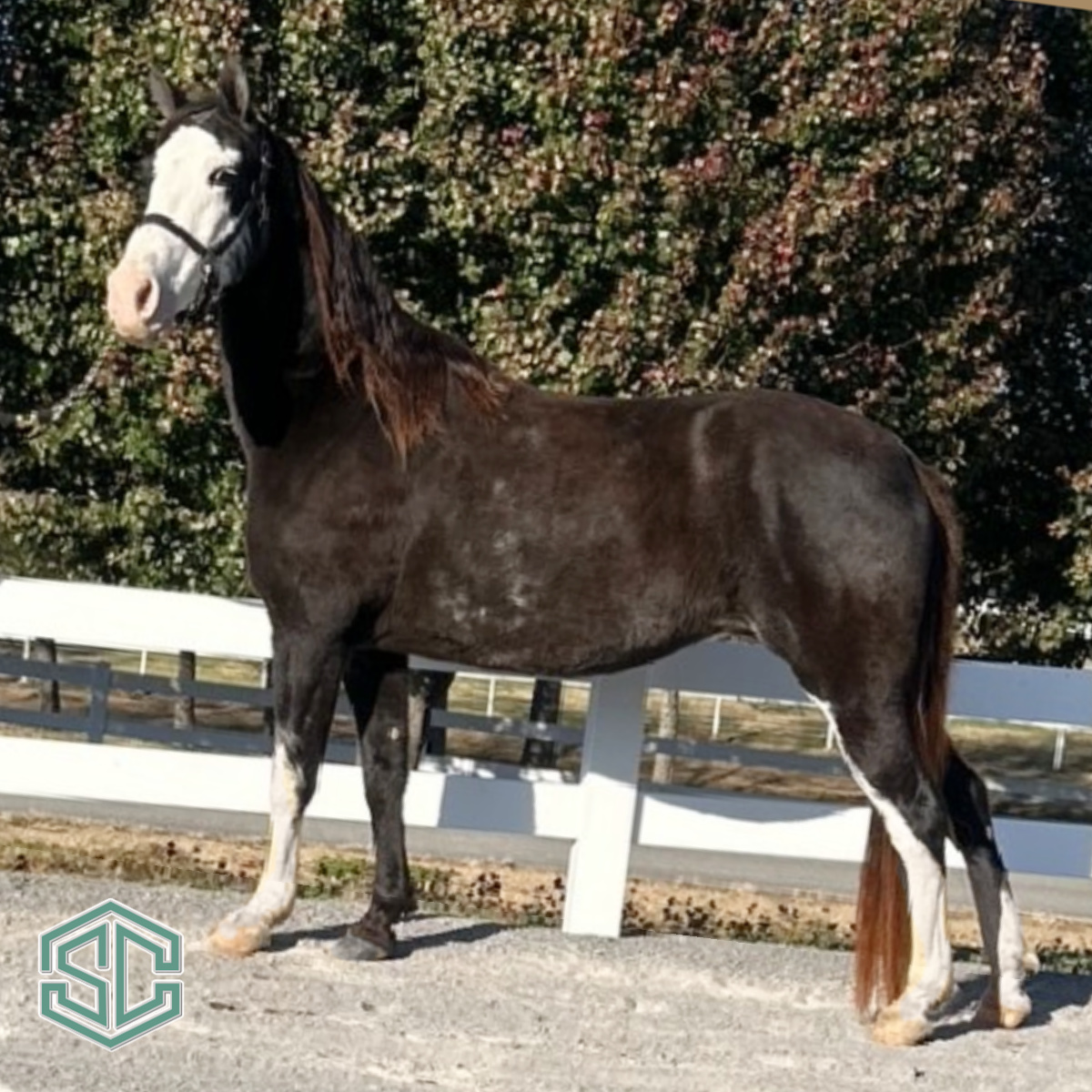 04) SHE’S SWEET CAROLINE 21000641 – Former Show Mare and a daughter of ...