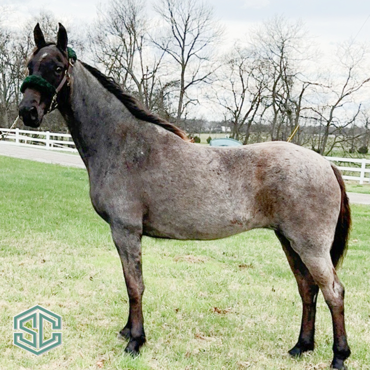 X55) THE MISTRESS-N-BLUE 21601065 – A BLUE ROAN daughter of The Secret Of Wall Street out of a ...